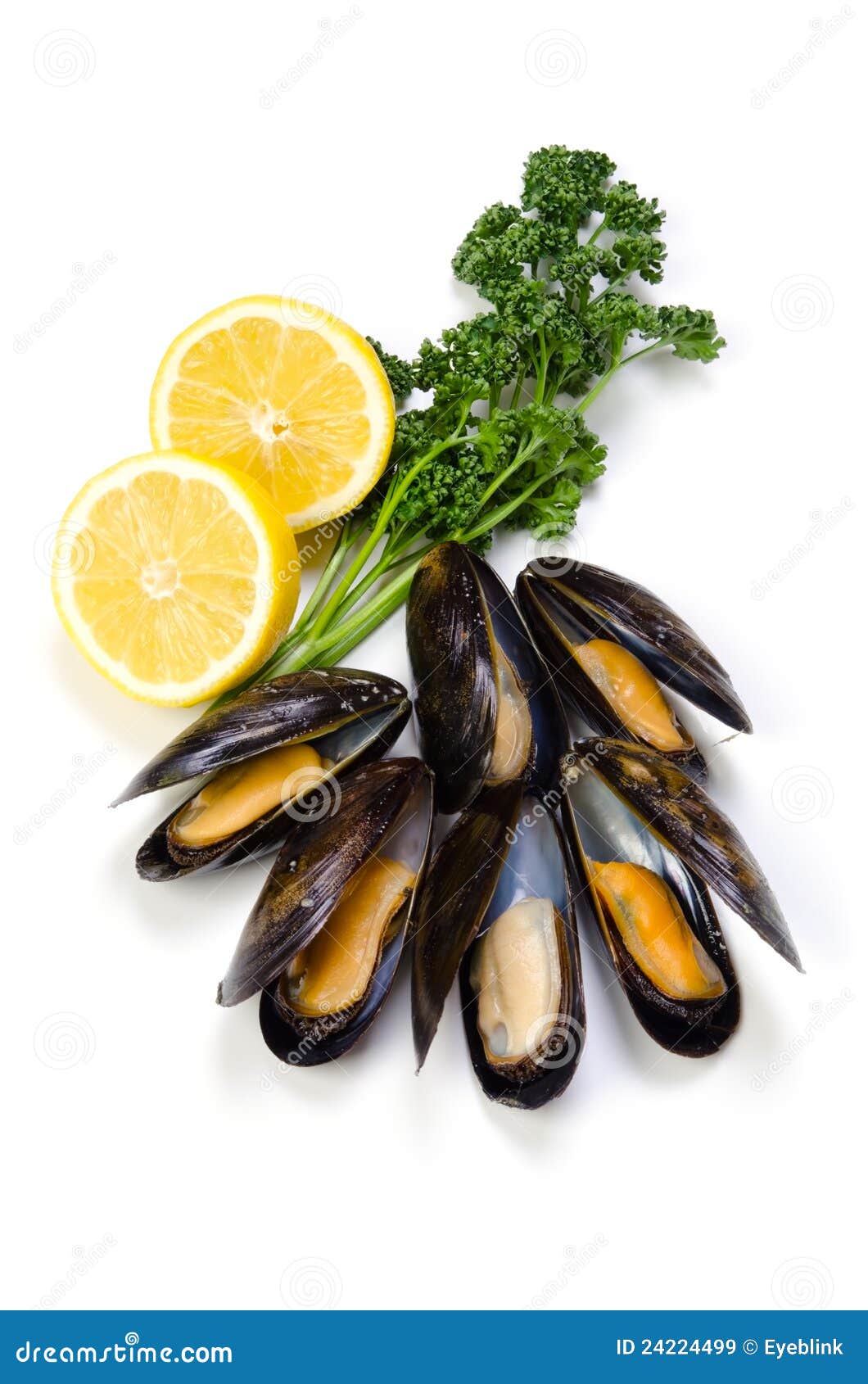 Mussel stock image. Image of fish, isolated, moule, food - 24224499