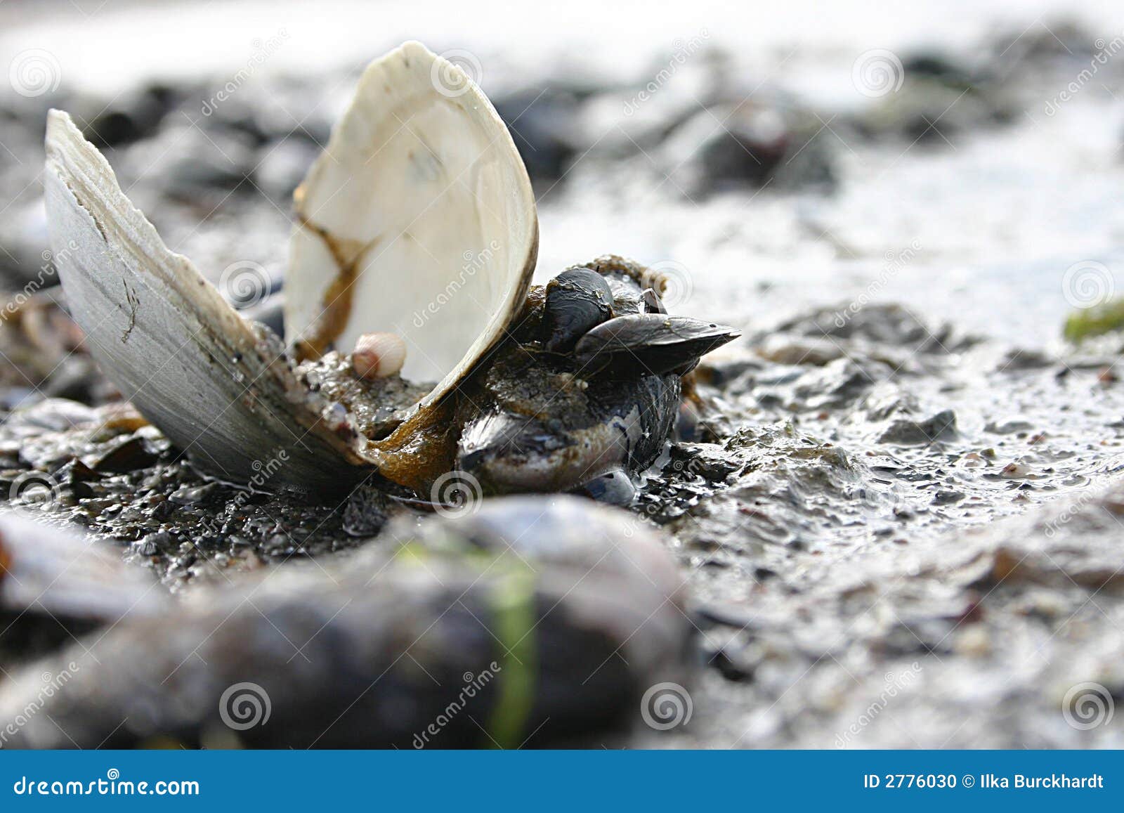 Mussel stock photo. Image of bivalve, common, black, closed - 2776030
