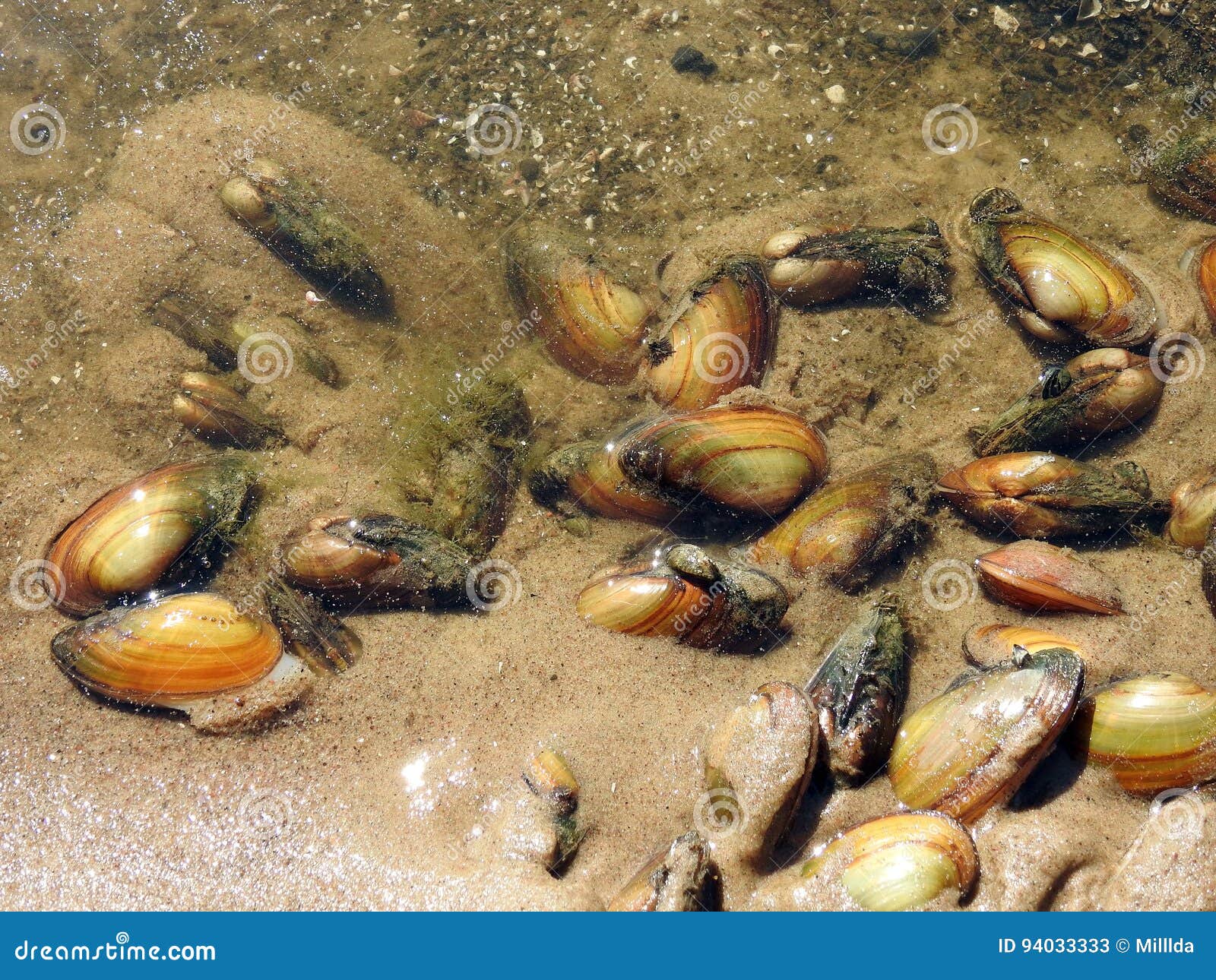 Mussel animals, Lithuania stock image. Image of coast - 94033333