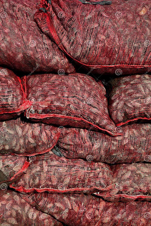 Mussel bags stock photo. Image of north, conwy, wales - 27182266