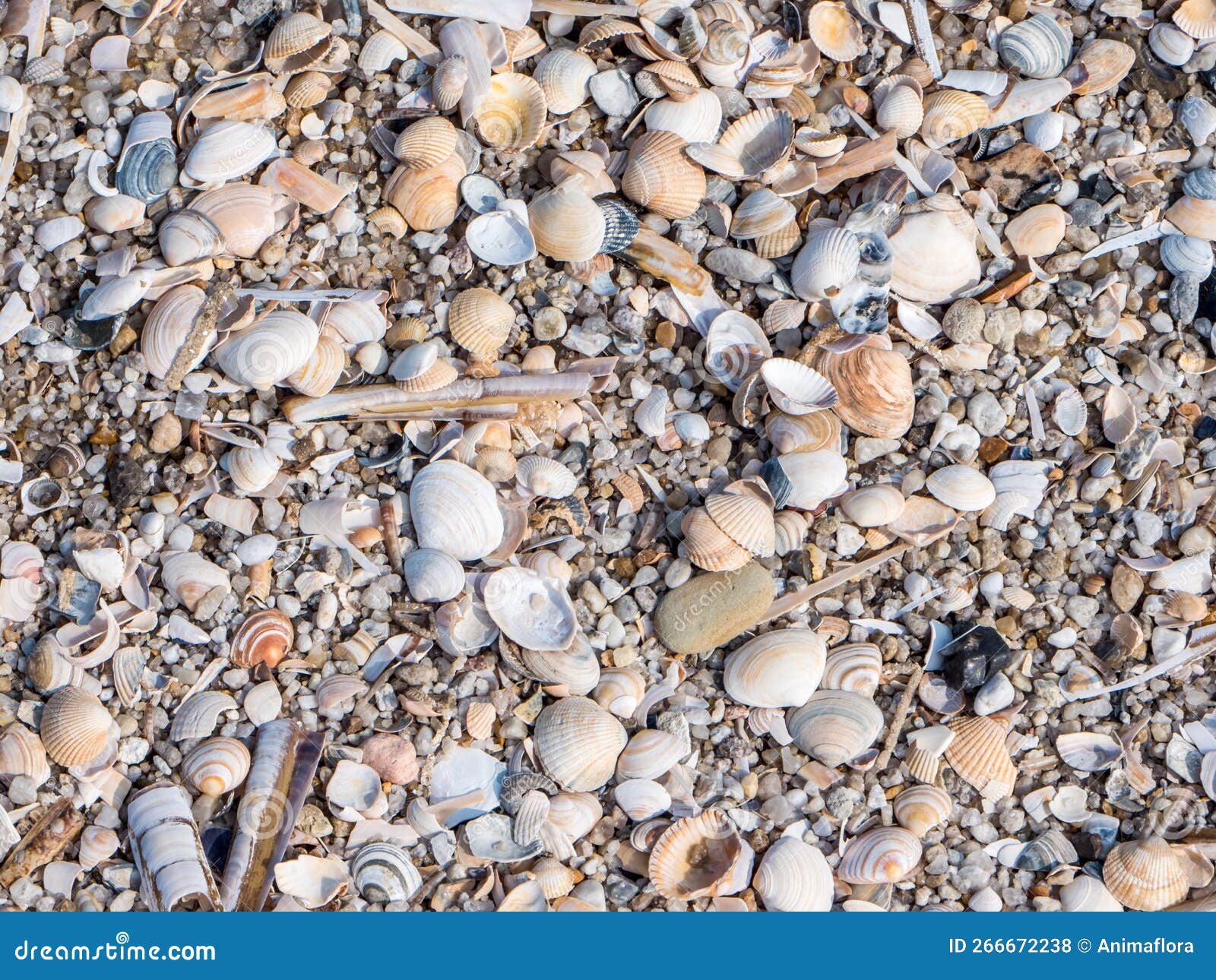Mussel Bank at the North Sea Stock Photo - Image of object, seashell ...