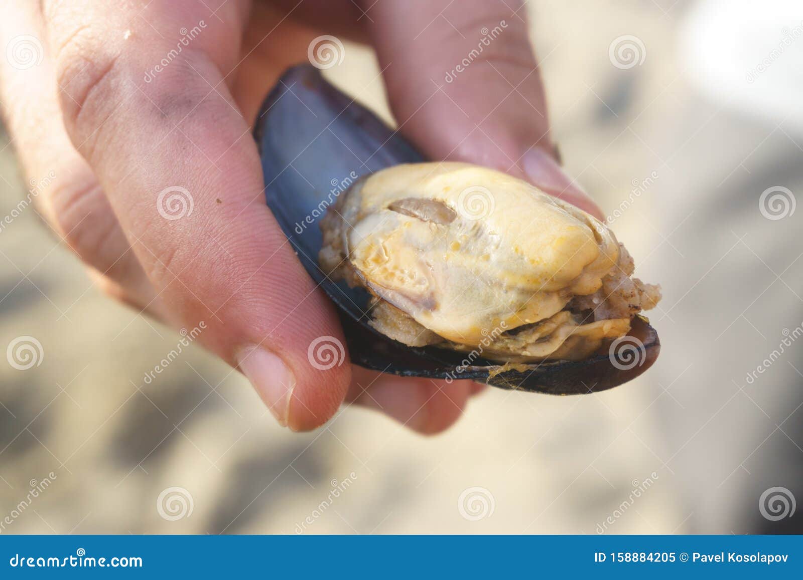 Mussels in batter hands stock image. Image of mussels - 158884205
