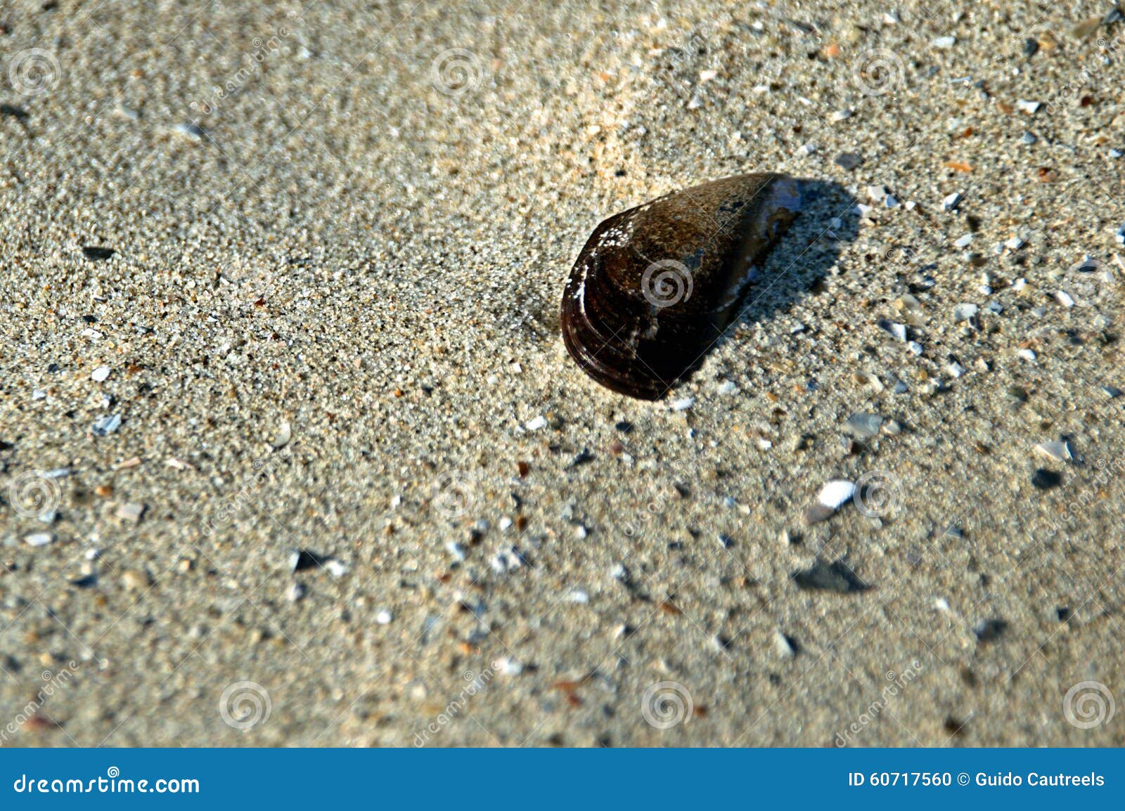 A mussel on the beach stock photo. Image of shellfish - 60717560