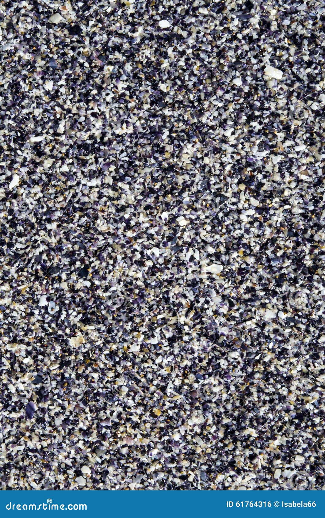 Mussel Beach, Many Crushed Seashells Stock Photo - Image of background ...