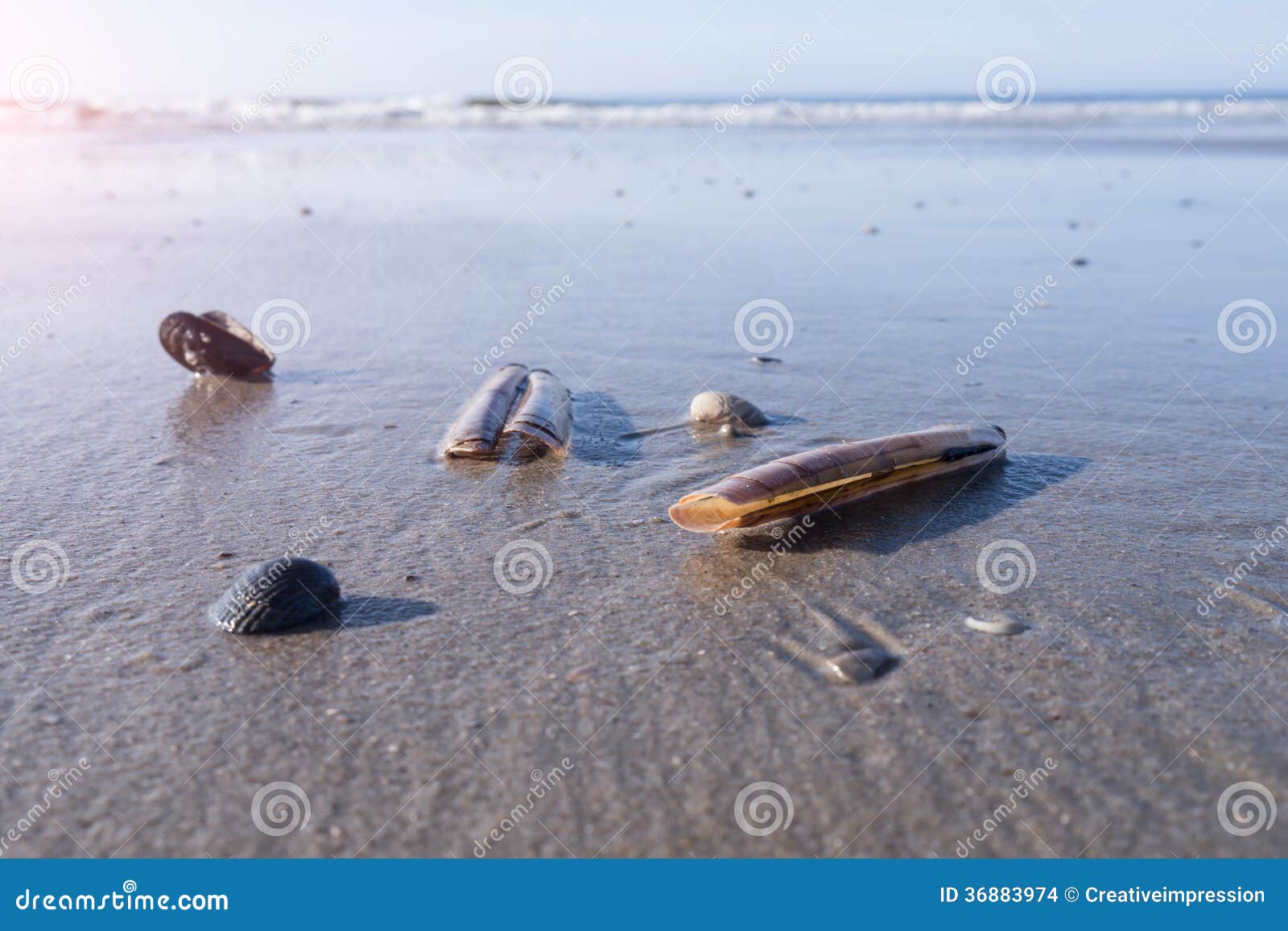 Mussel at the beach stock photo. Image of isle, maritime - 36883974