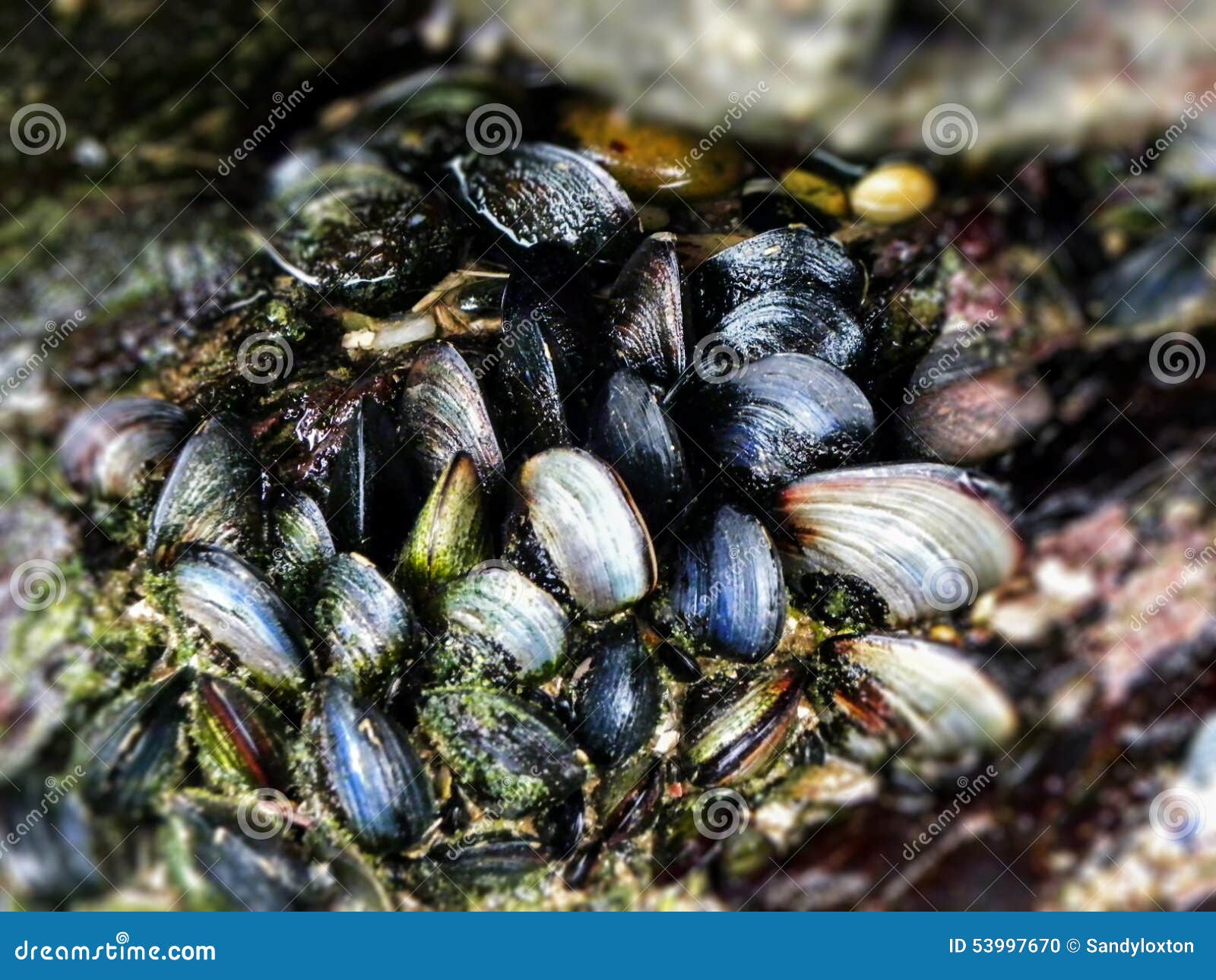 Mussel bed stock photo. Image of rock, water, southern - 53997670