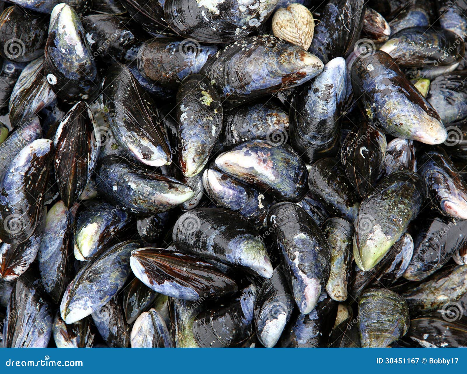 Mussel stock image. Image of mussel, shell, shellfish - 30451167