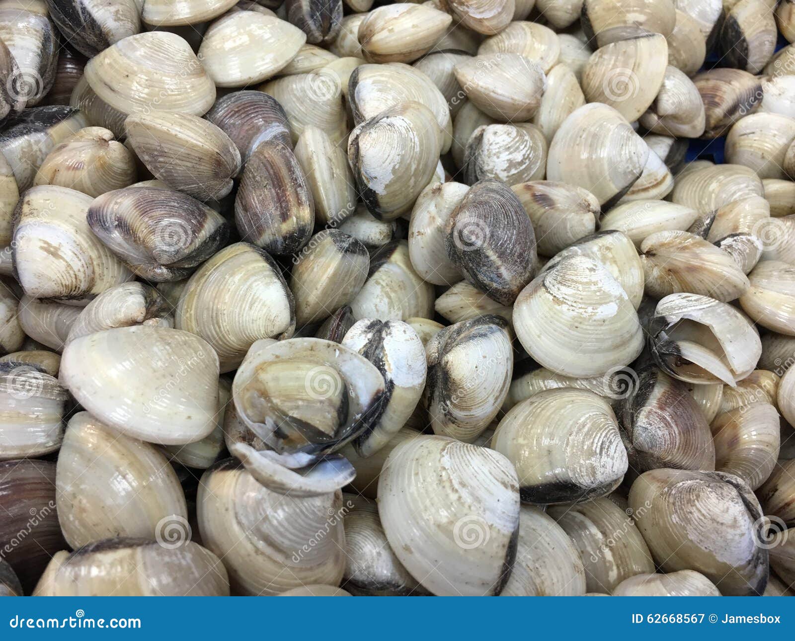 Mussel stock image. Image of seafood, mussel, clams, sale - 62668567