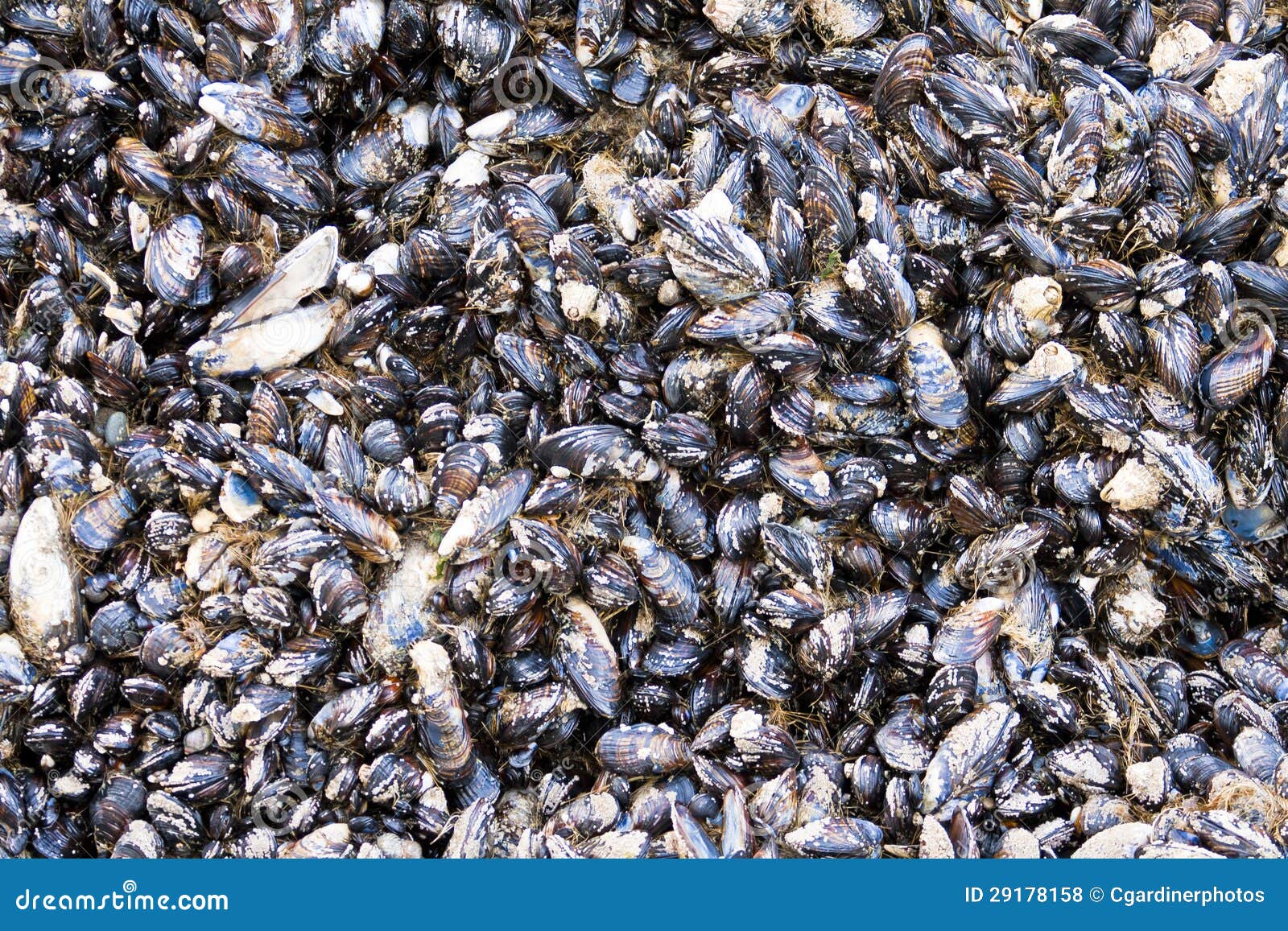 Mussel Colony stock photo. Image of mullosc, marine, life - 29178158