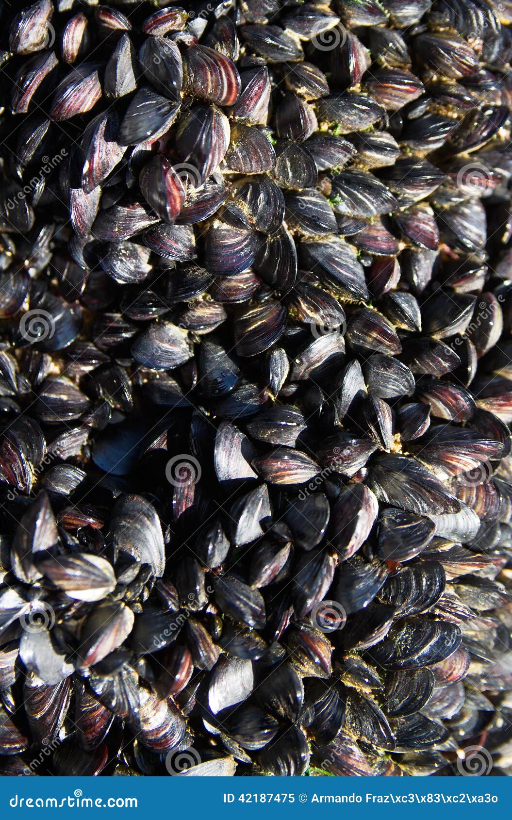 Mussel colony stock image. Image of bivalvia, mollusk - 42187475