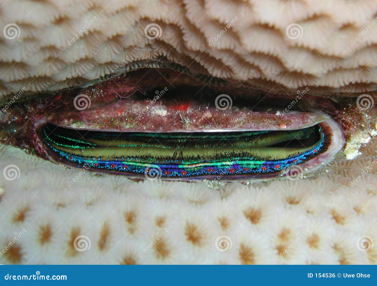 Mussel in coral stock photo. Image of closeup, nature, invertebrates ...