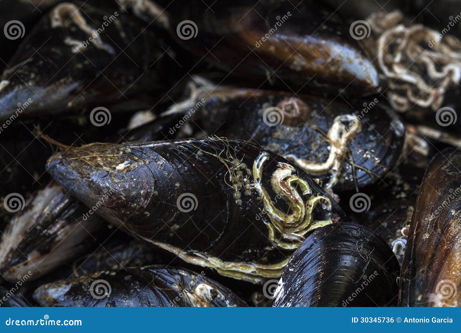 Mussel Dish stock photo. Image of delicious, dinner, garlic - 30345736