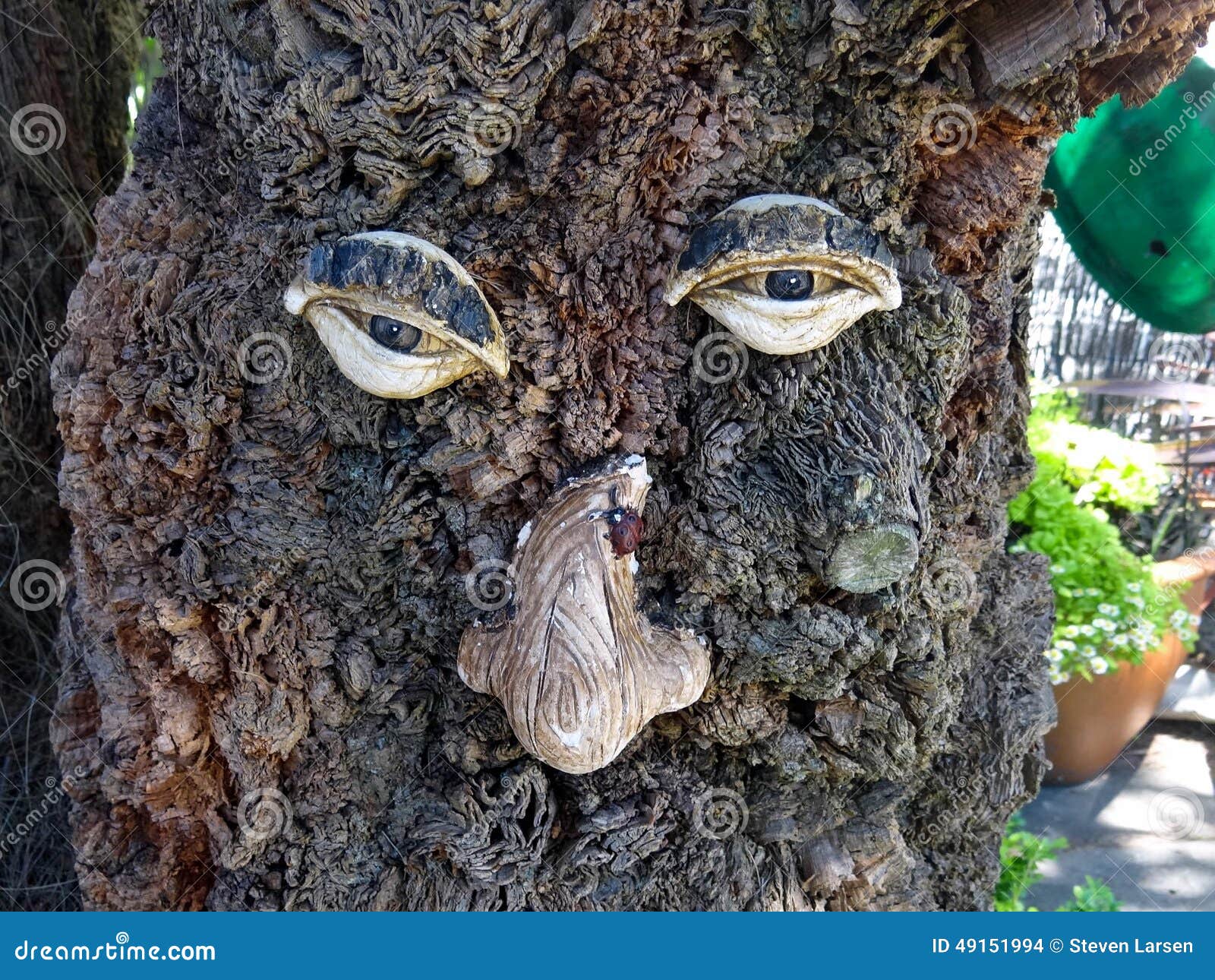 Mussel Face on Tree stock photo. Image of south, tree - 49151994