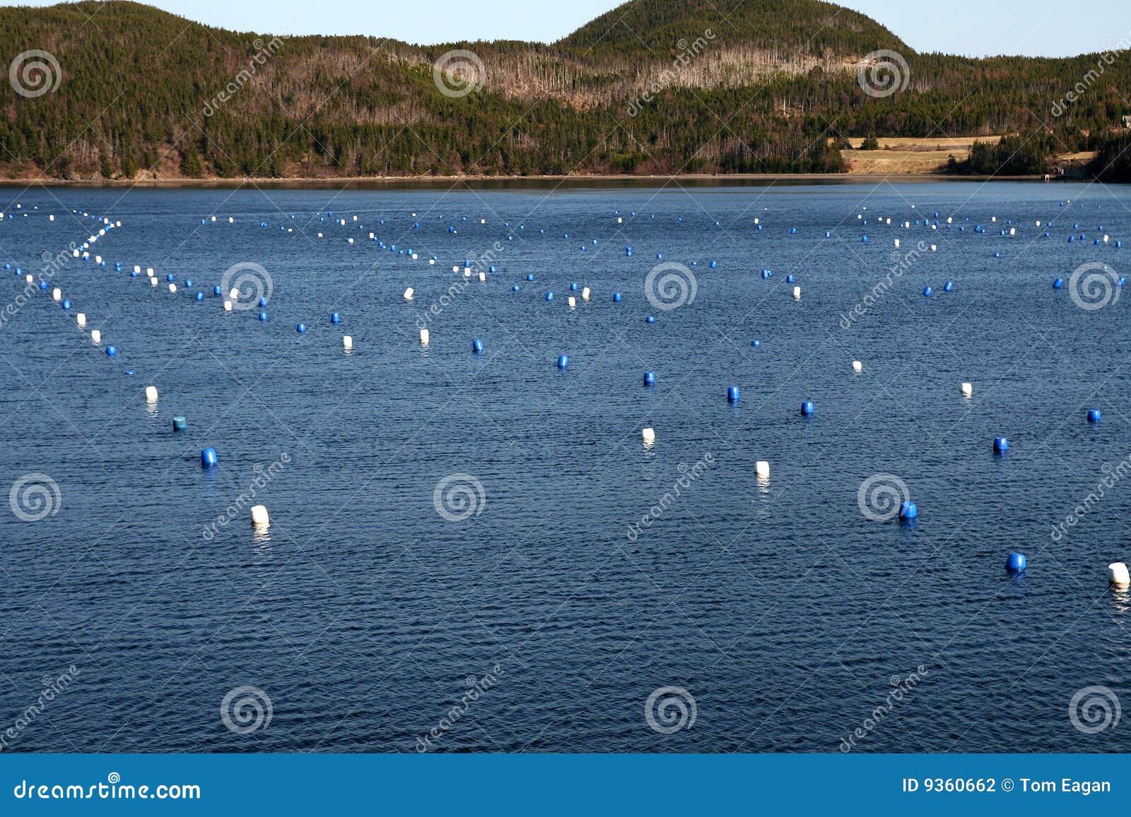 Mussel Farm stock photo. Image of farming, ocean, newfoundland - 9360662