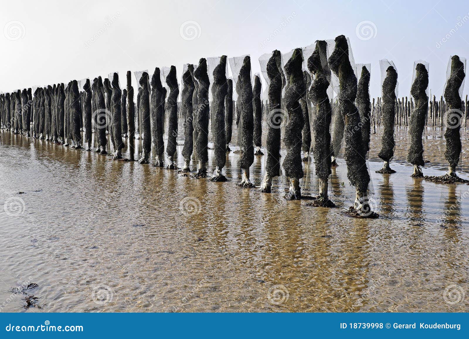 Mussel farm in France stock photo. Image of cockle, clams - 18739998