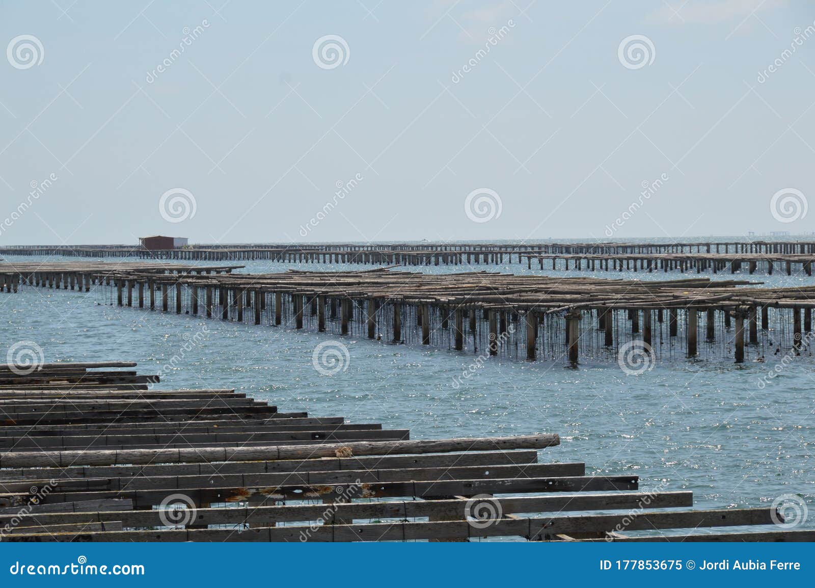 Mussel farming in a lagoon stock image. Image of river - 177853675
