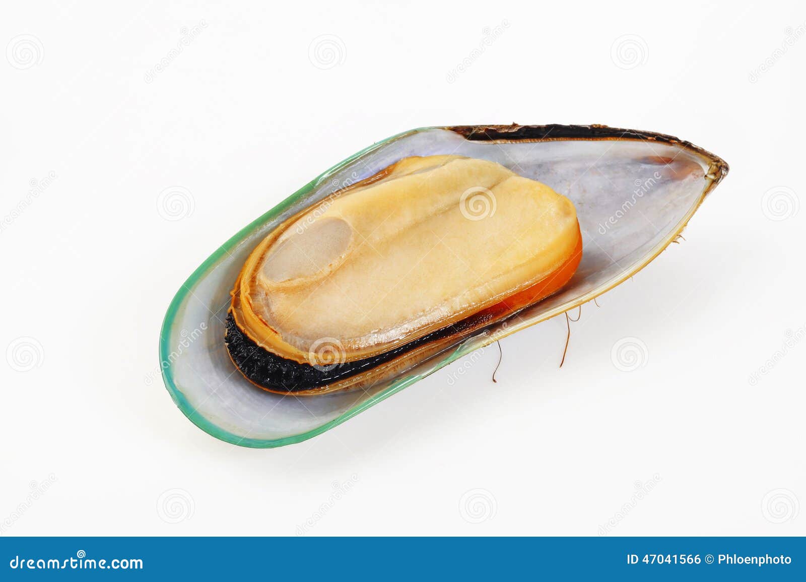 Mussel isolated on white stock photo. Image of isolated - 47041566