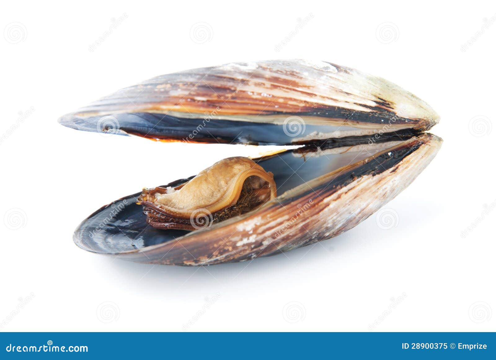 A mussel in its shell stock image. Image of food, cooking - 28900375