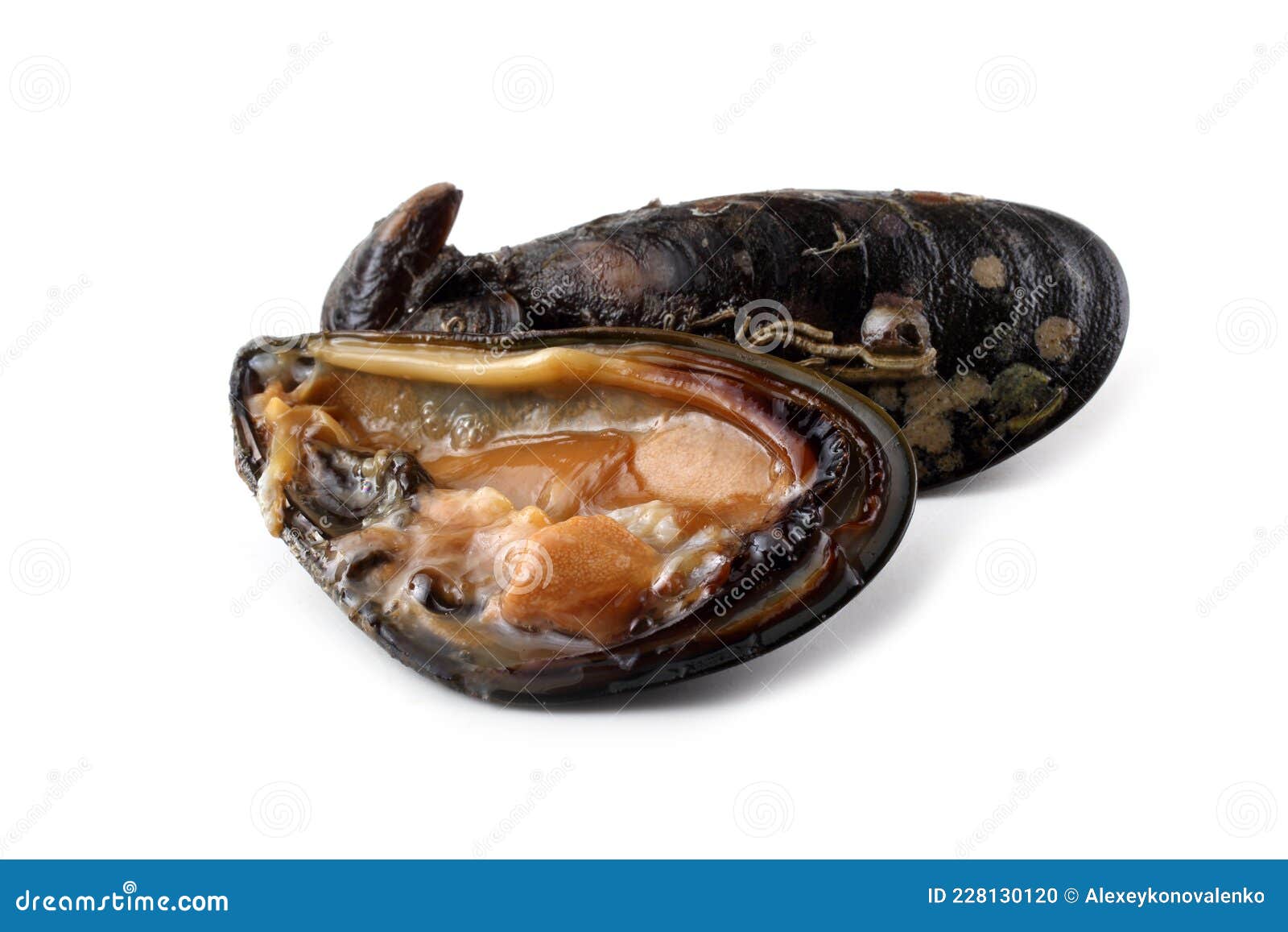 Mussel and opened mussel stock photo. Image of black - 228130120