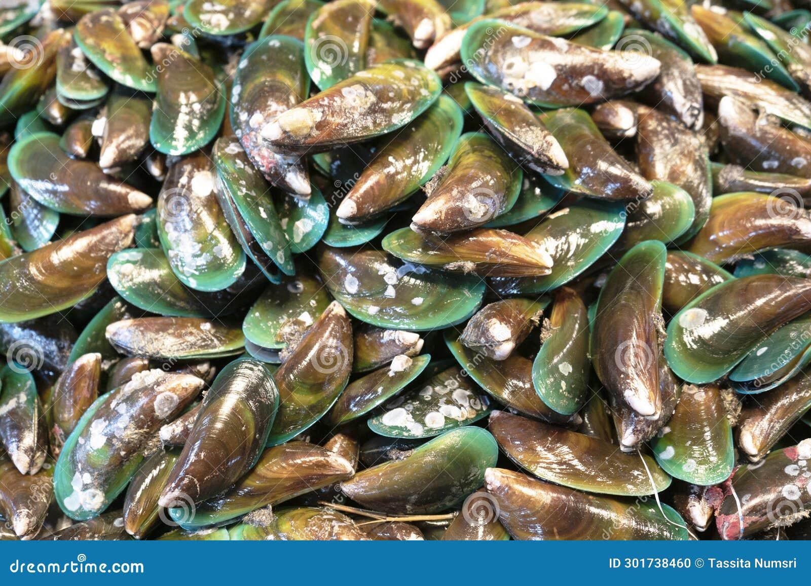 Mussel Prepared As Human Food Stock Photo - Image of ocean, mussel ...