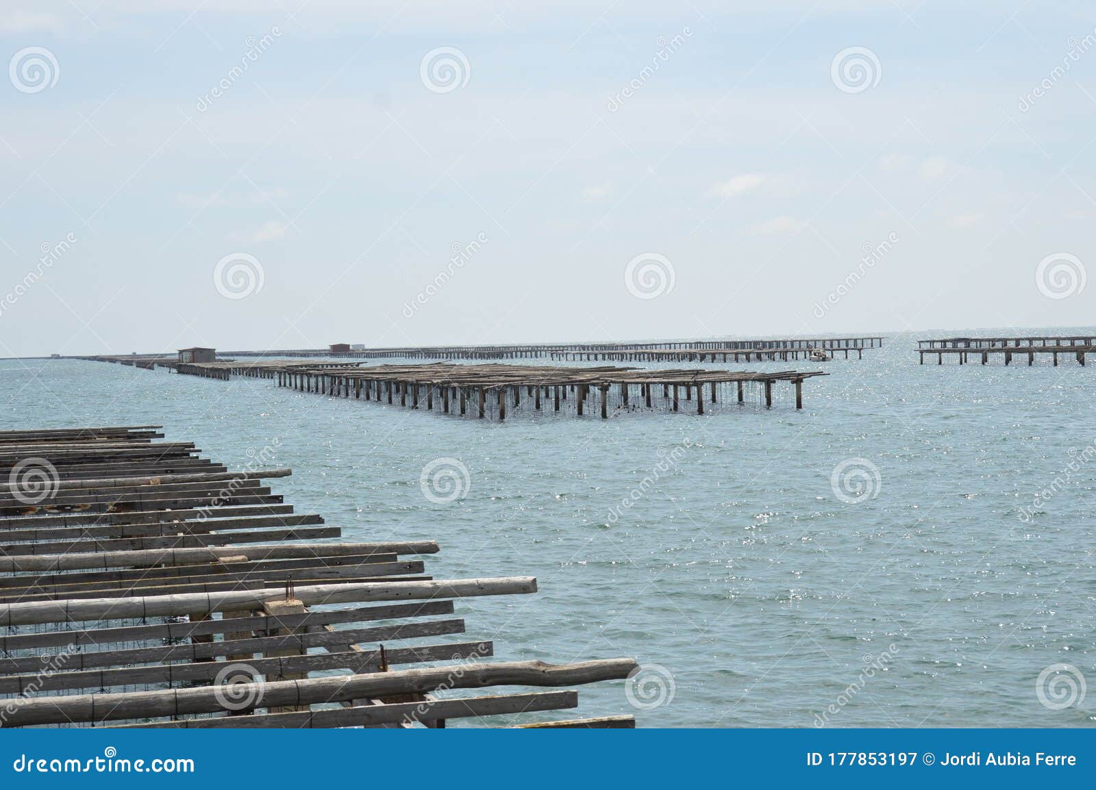 Mussel Production in the Delta Stock Image - Image of breeding ...
