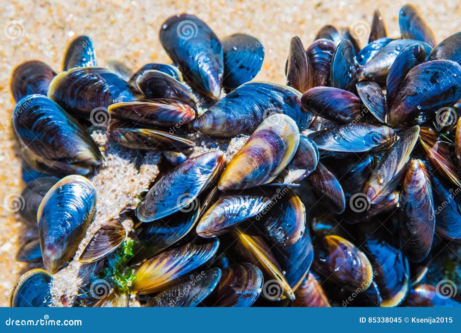 Mussel on a Sandy Beach. Background. Close-up. Stock Image - Image of ...