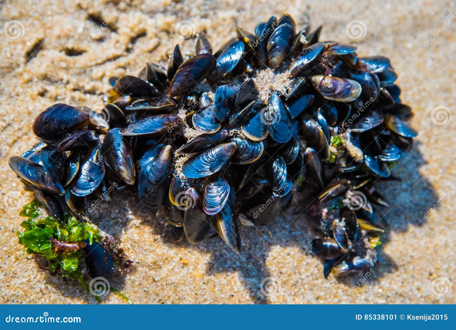 Mussel on a Sandy Beach. Background. Close-up. Stock Image - Image of ...