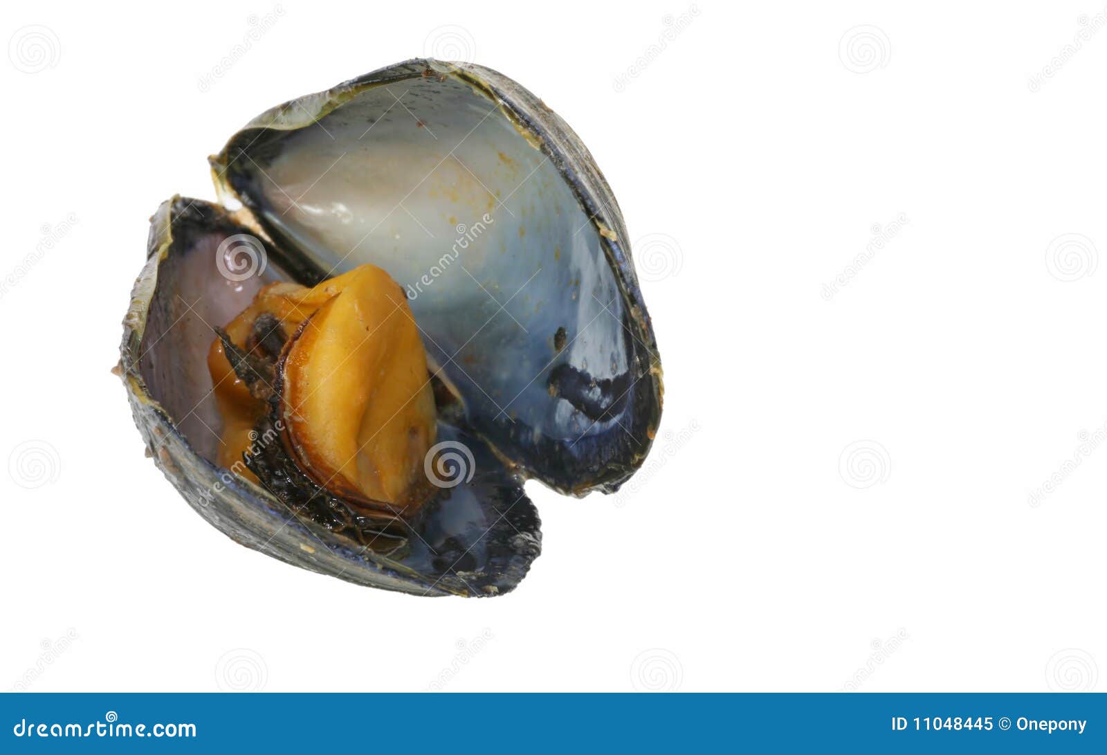 Mussel and Shell stock image. Image of protein, ingredient - 11048445