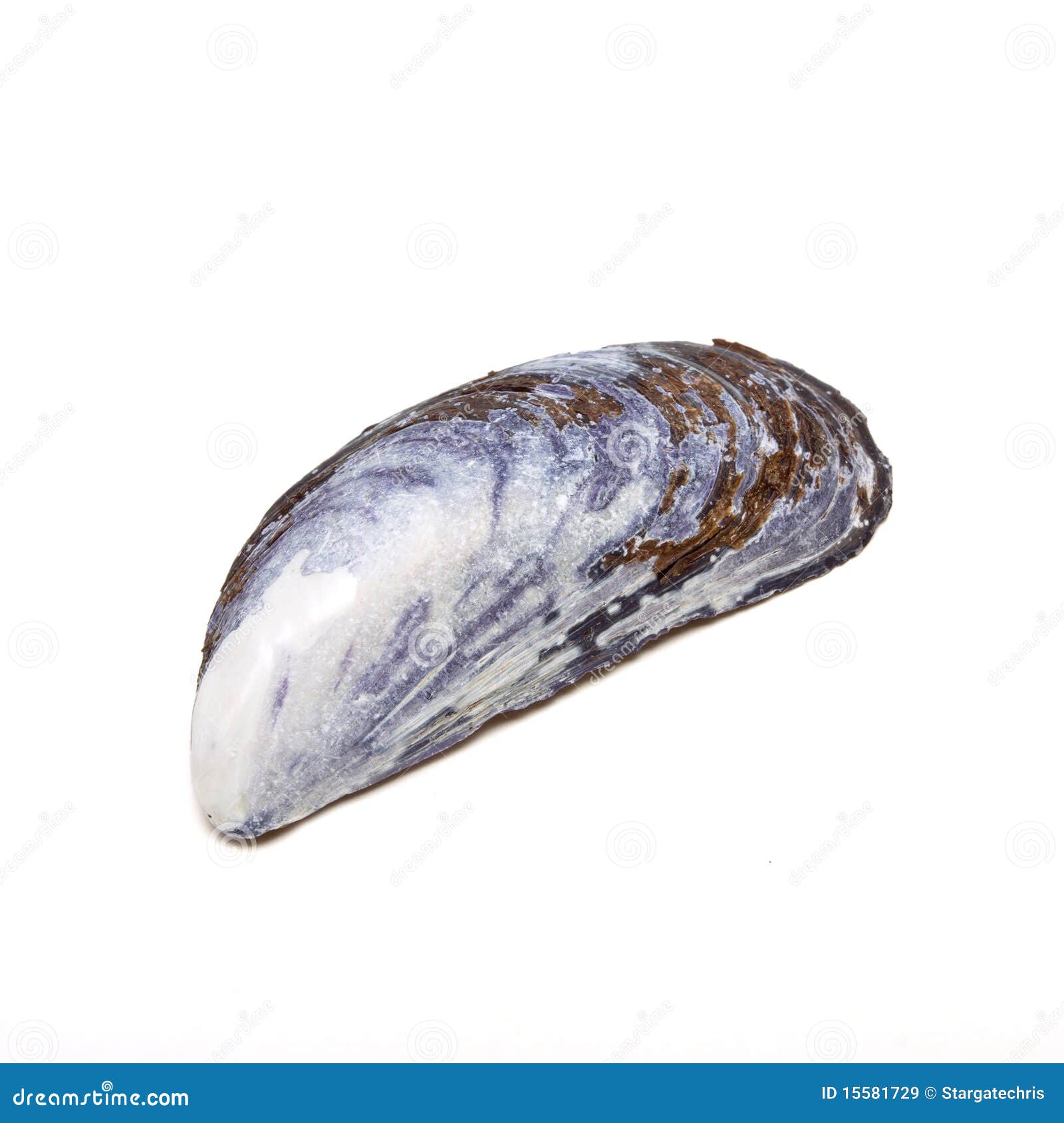 Mussel Shell Royalty-Free Stock Photo | CartoonDealer.com #76473573