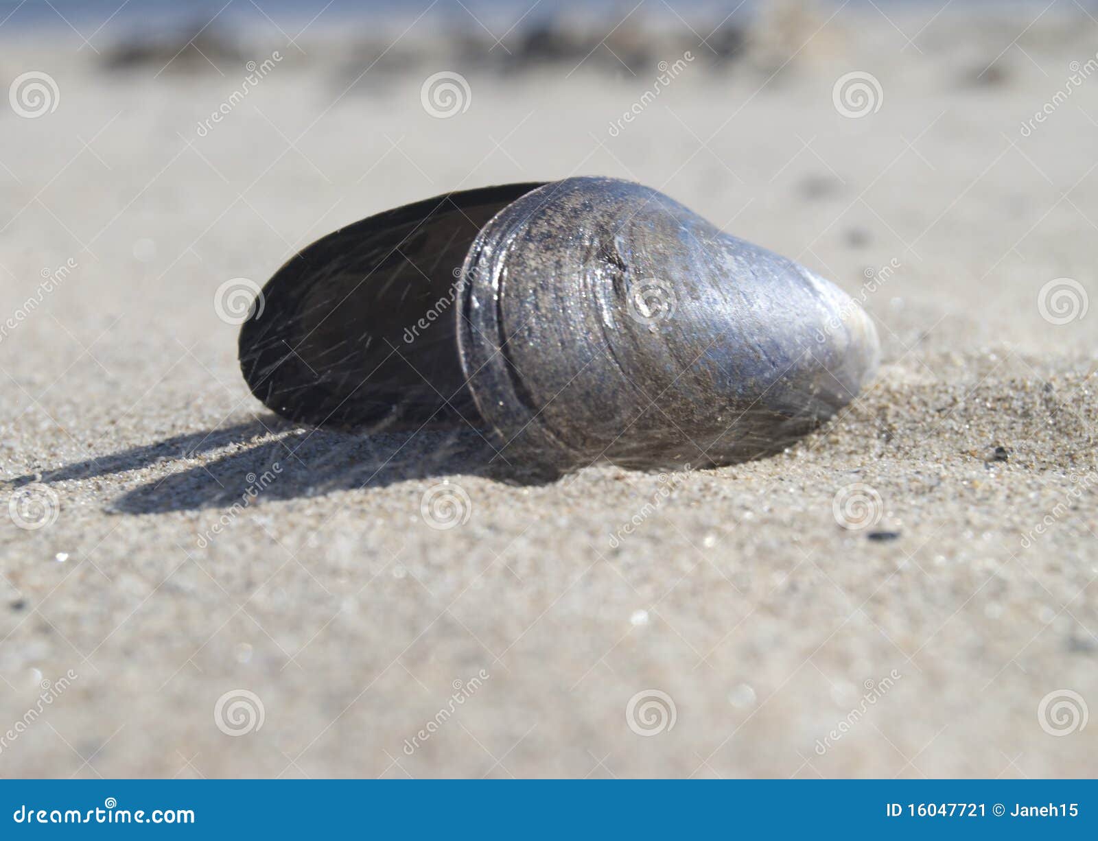 Mussel shell stock image. Image of travel, places, macro - 16047721