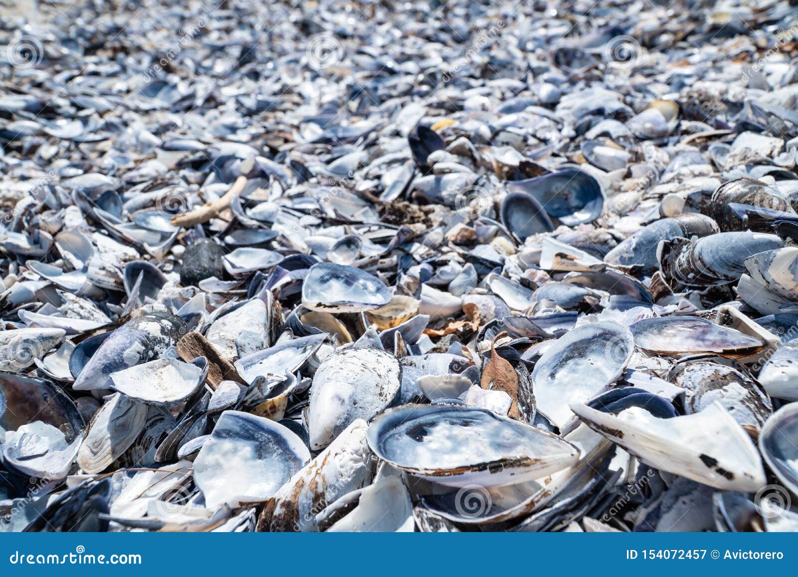 Mussel Shell Background. Empty Mussel Shell on the Beach Stock Image ...