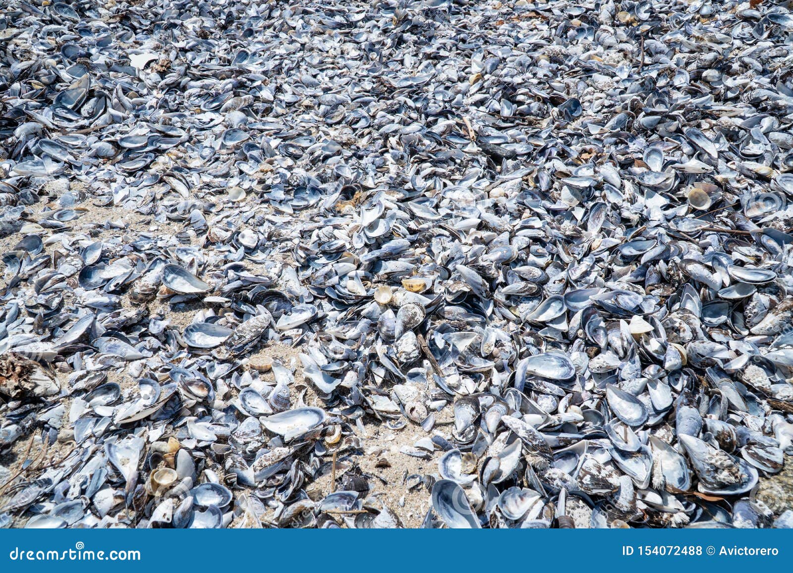 Mussel Shell Background. Empty Mussel Shell on the Beach Stock Photo ...