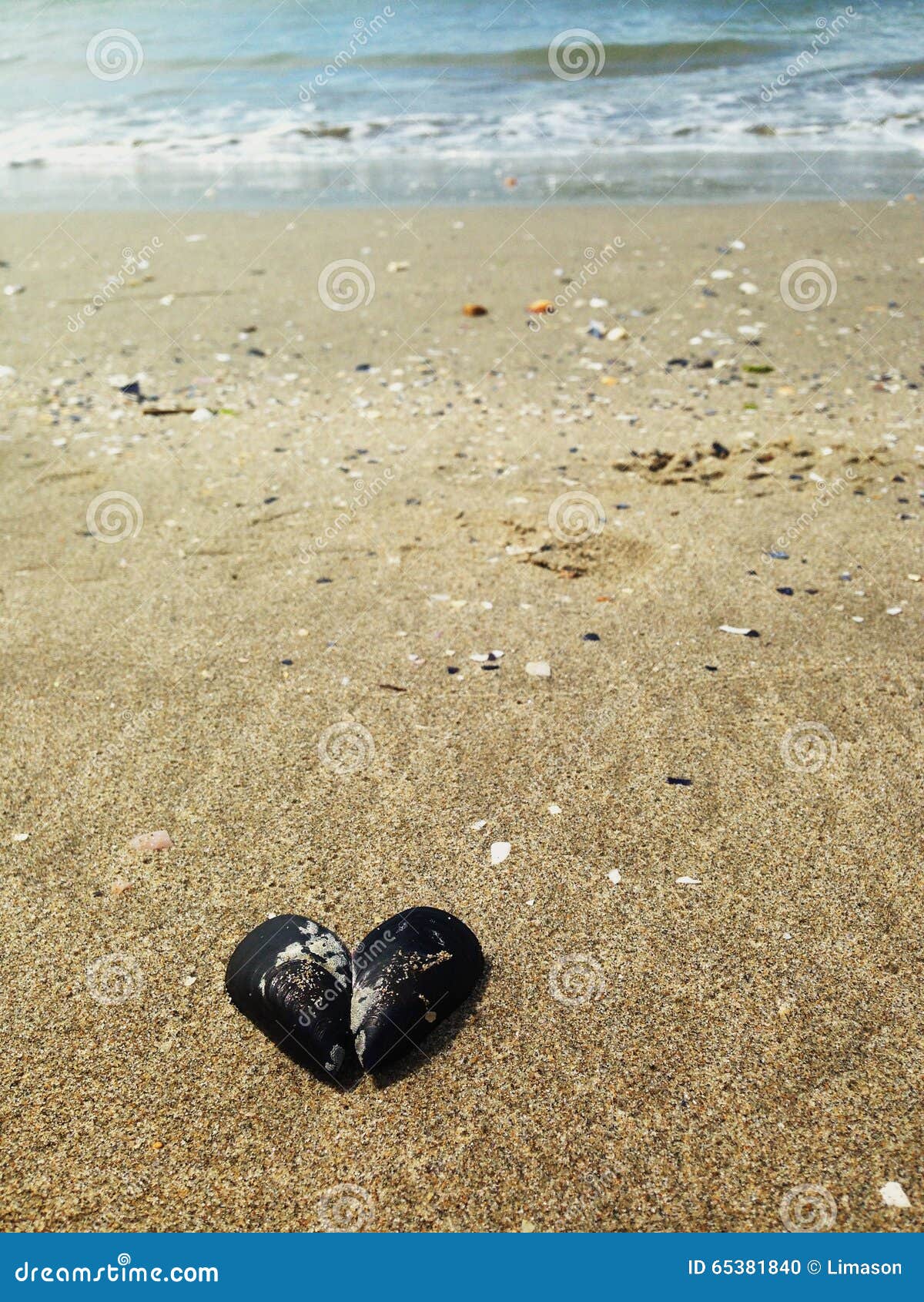 Mussel shell stock photo. Image of shell, sand, mussel - 65381840