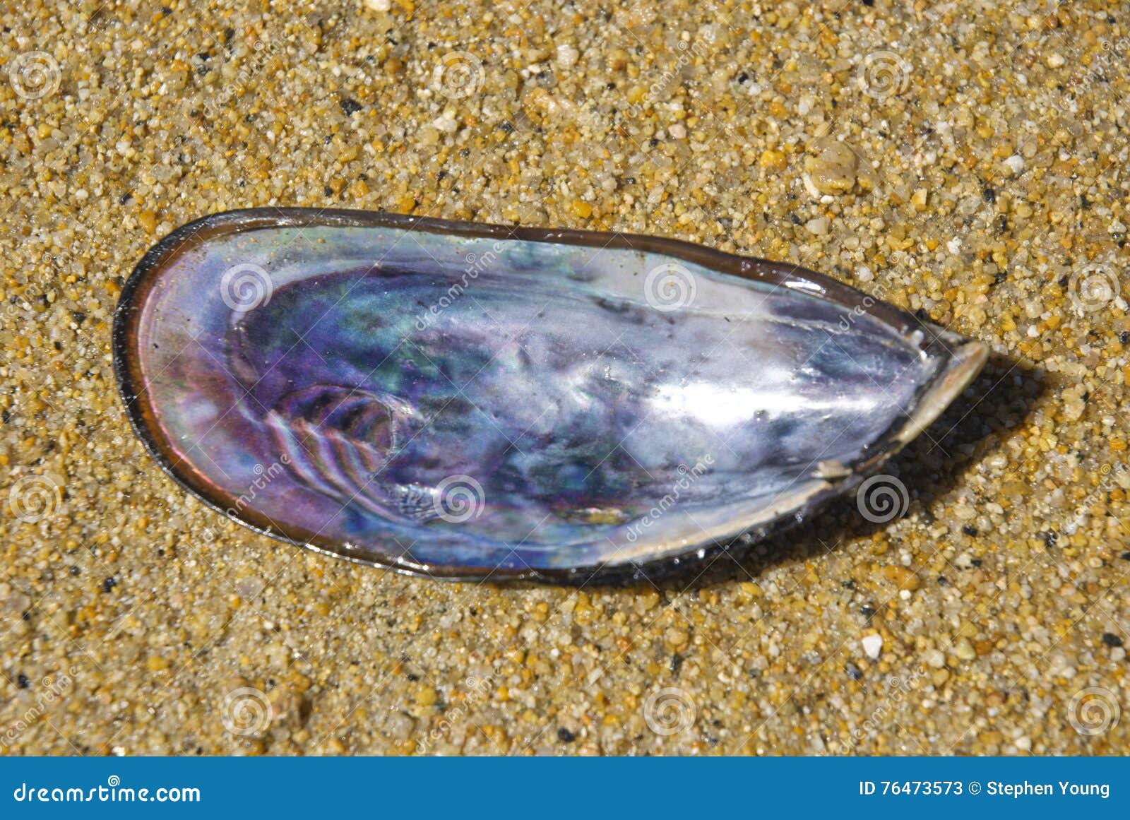 Mussel shell stock image. Image of natural, aquaculture - 76473573
