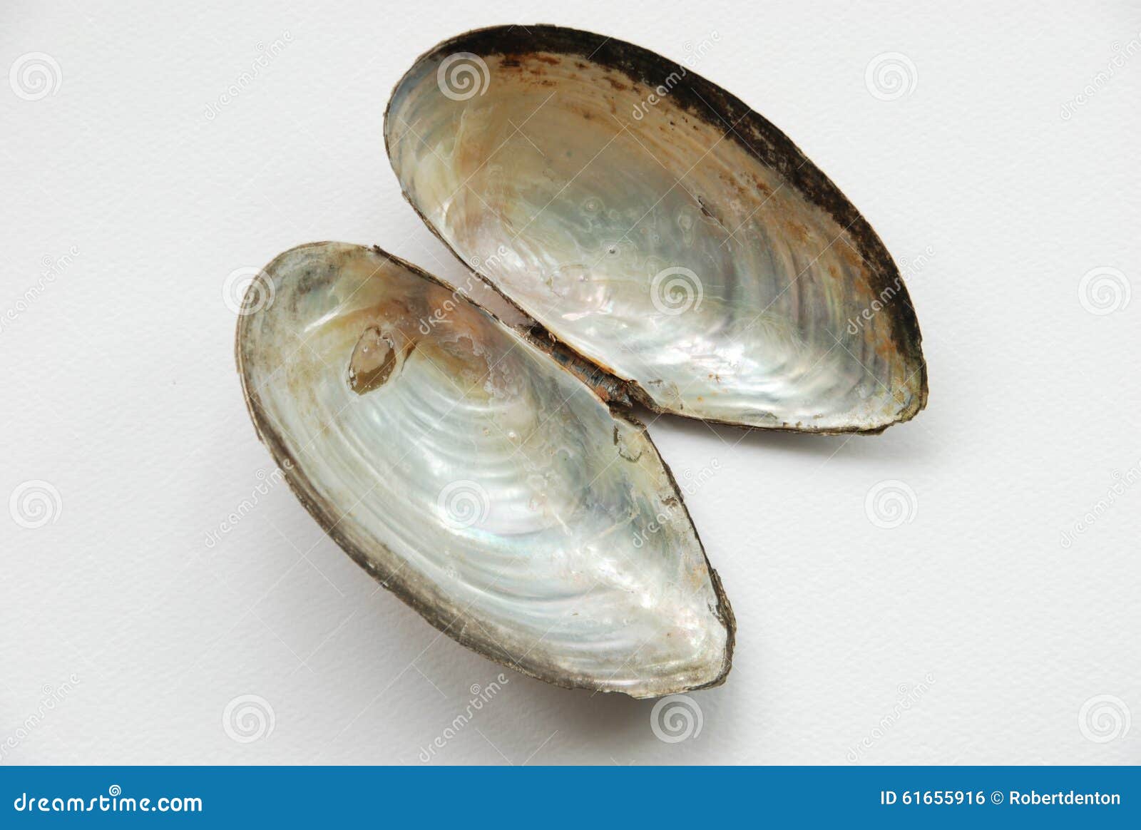 Mussel Shell stock photo. Image of margaritiferidae, mollusc - 61655916