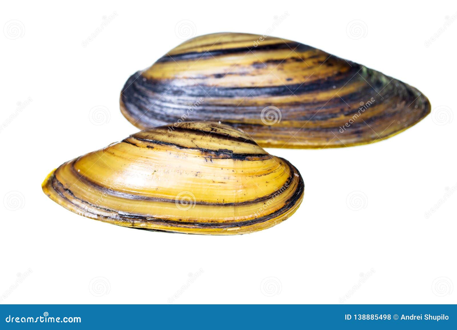 Mussel Shell Isolated on White Background Stock Photo - Image of ...