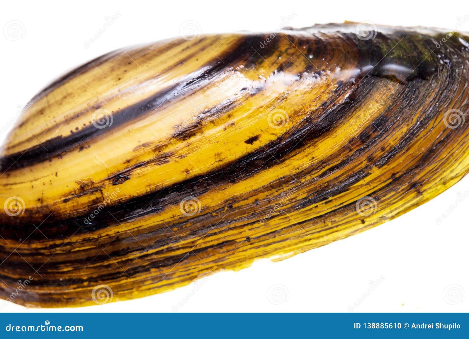 Mussel Shell Isolated on White Background Stock Photo - Image of white ...