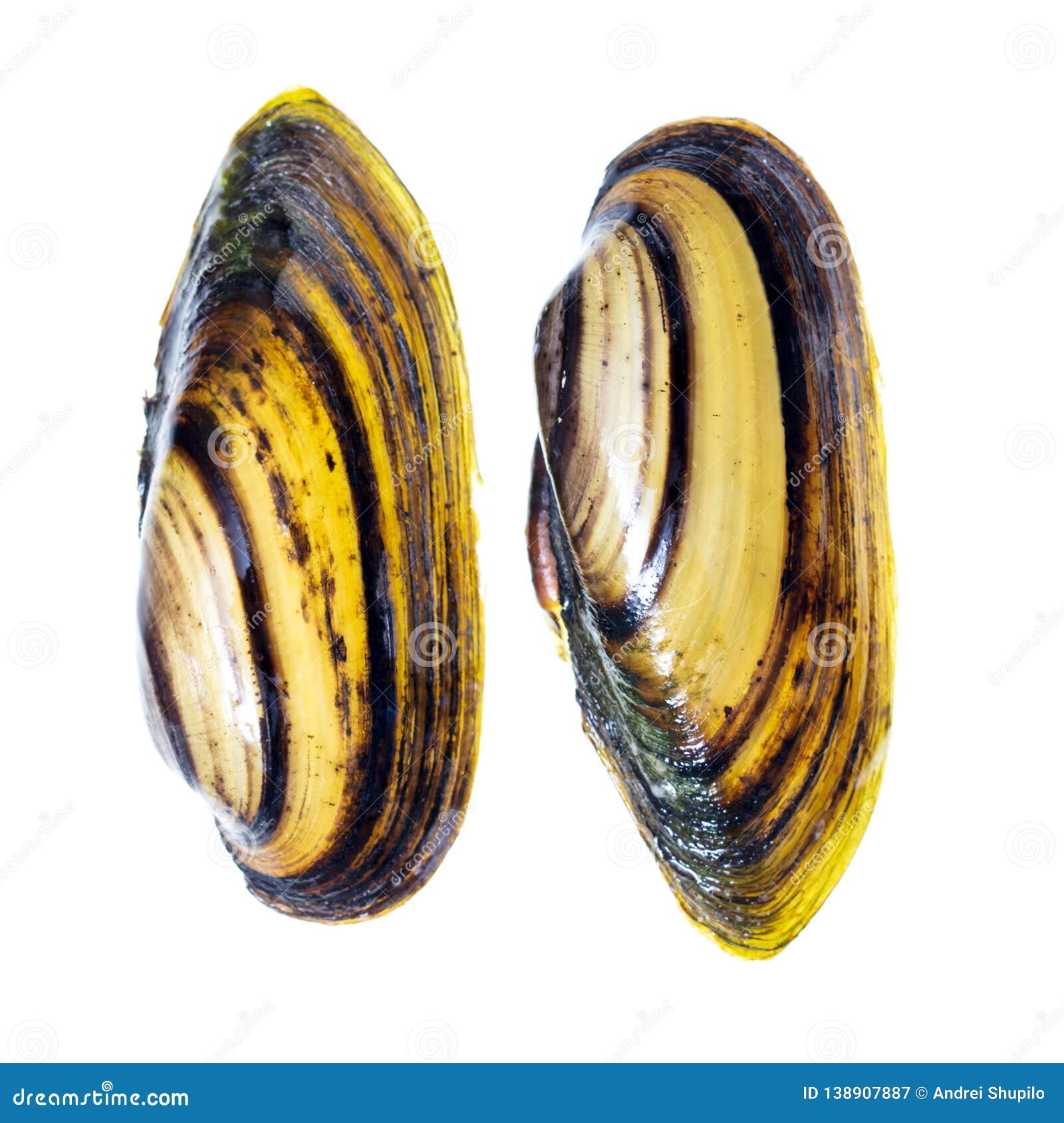 Mussel Shell Isolated on White Background Stock Image - Image of ...
