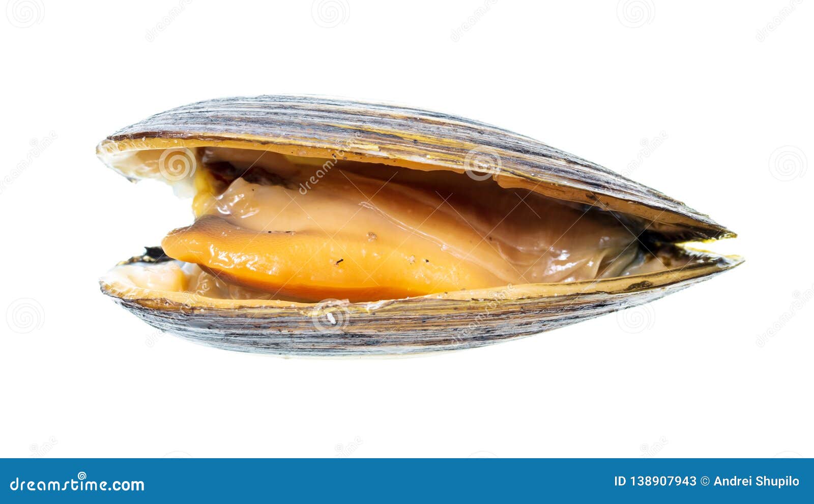 Mussel Shell Isolated on White Background Stock Image - Image of ...