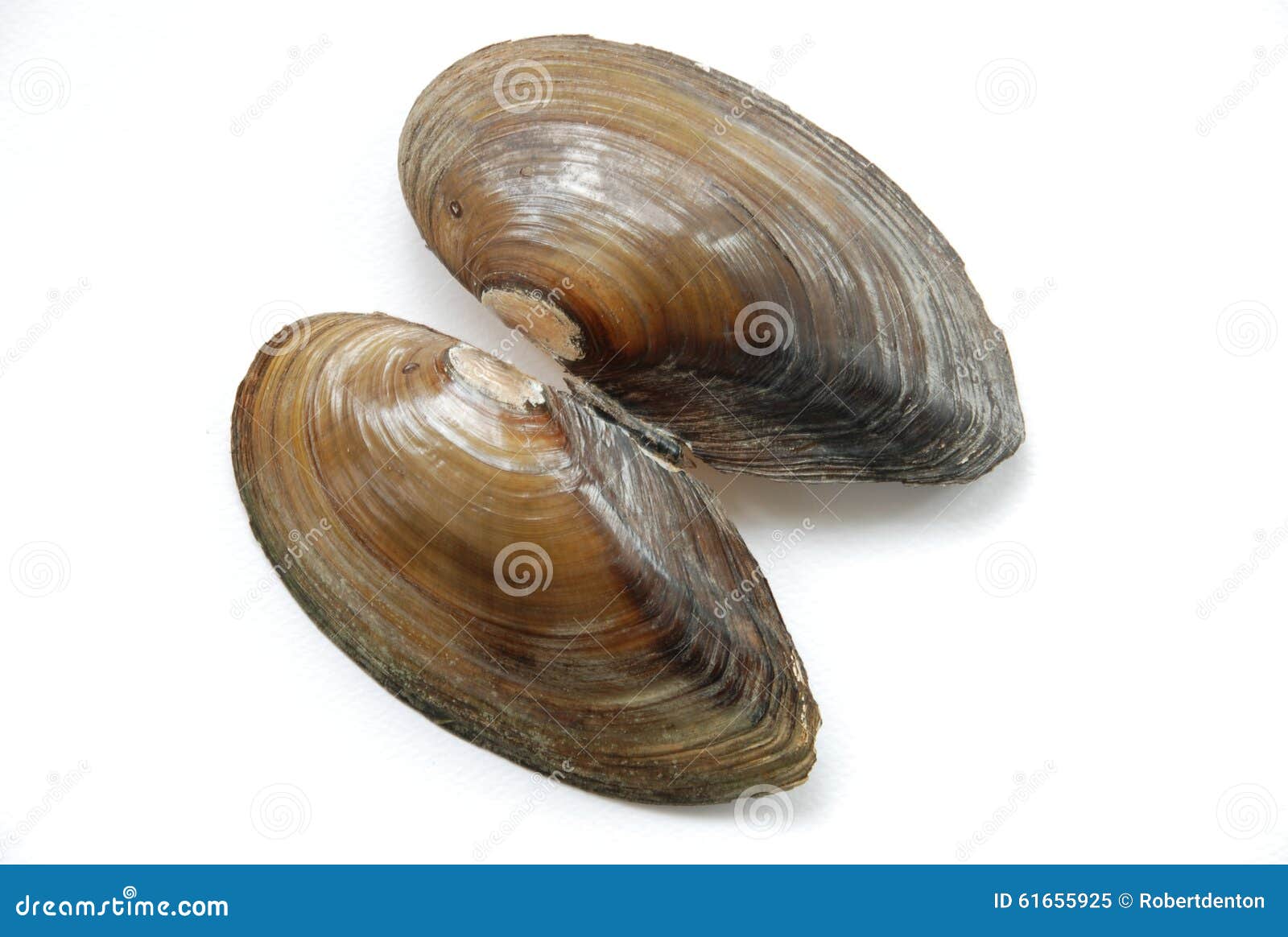 Mussel Shell stock image. Image of freshwater, mussel - 61655925