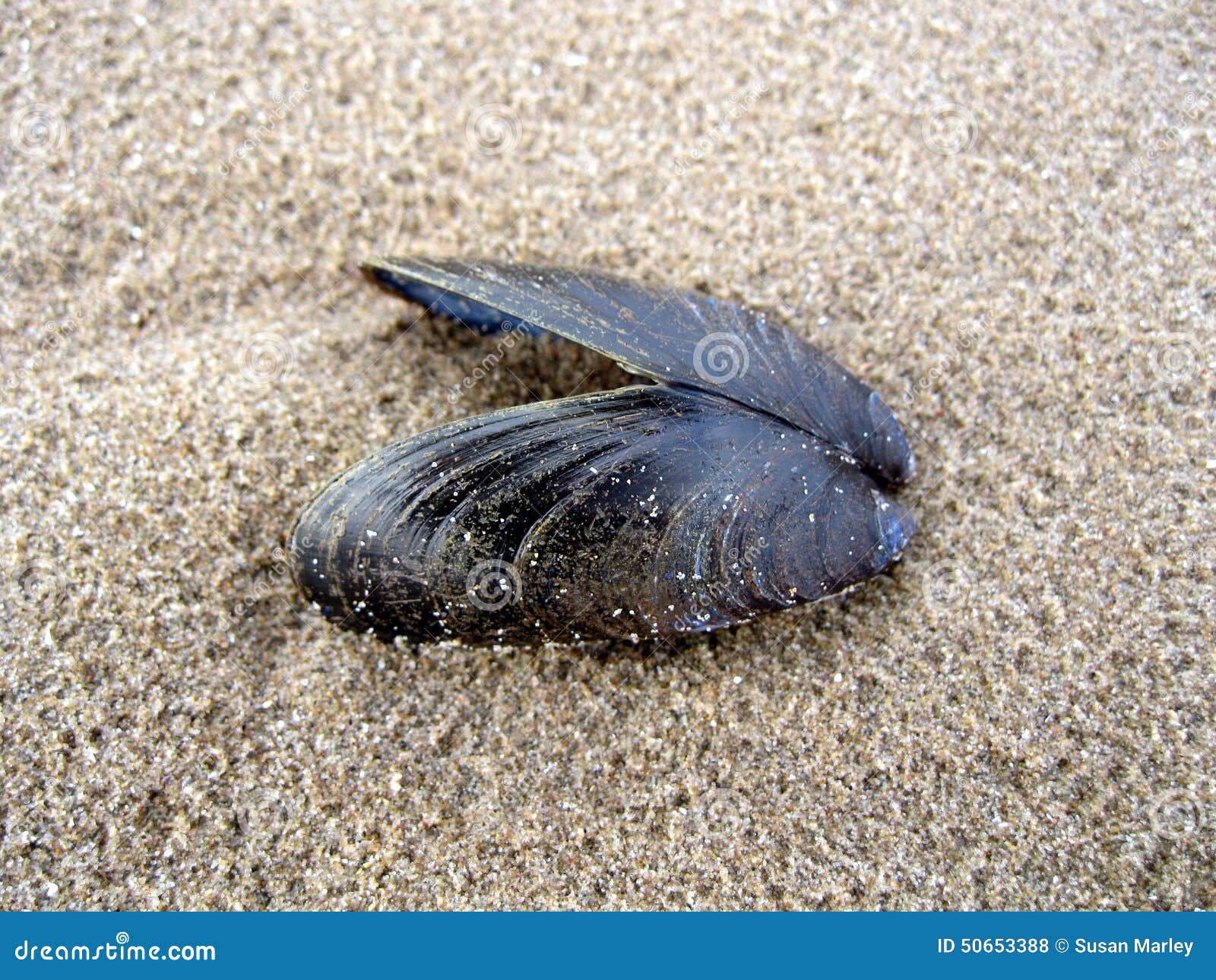 Mussel Shell stock photo. Image of seaside, mussel, beachcomb - 50653388