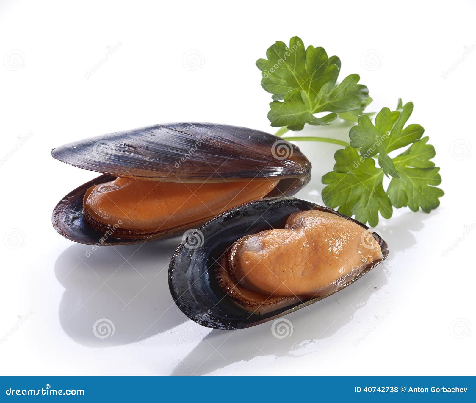 Mussel in shell stock photo. Image of food, meal, fresh - 40742738
