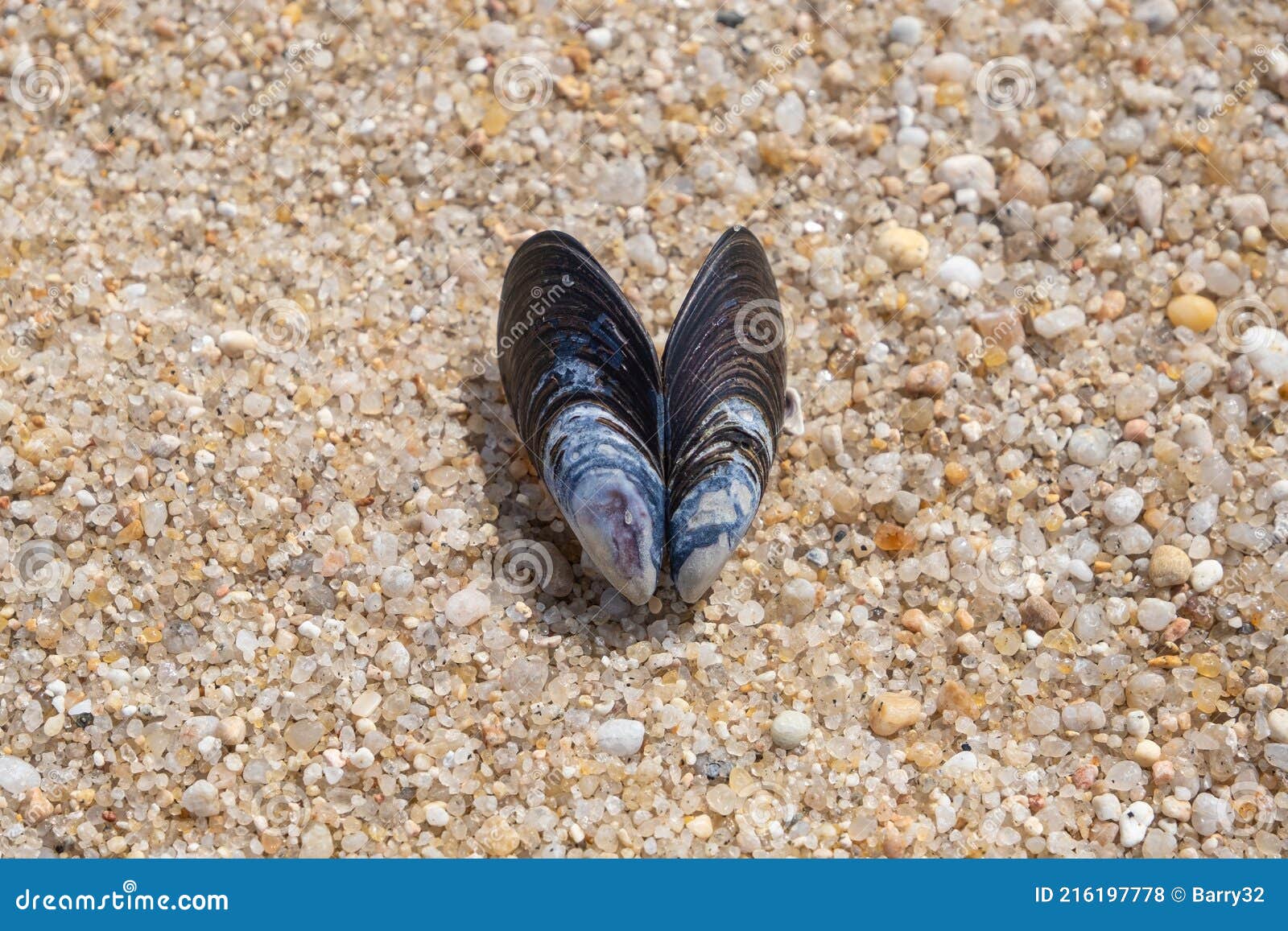 Mussel Shell, Two Open Halves, Lying on a Sandy Beach. Close Up. Stock ...
