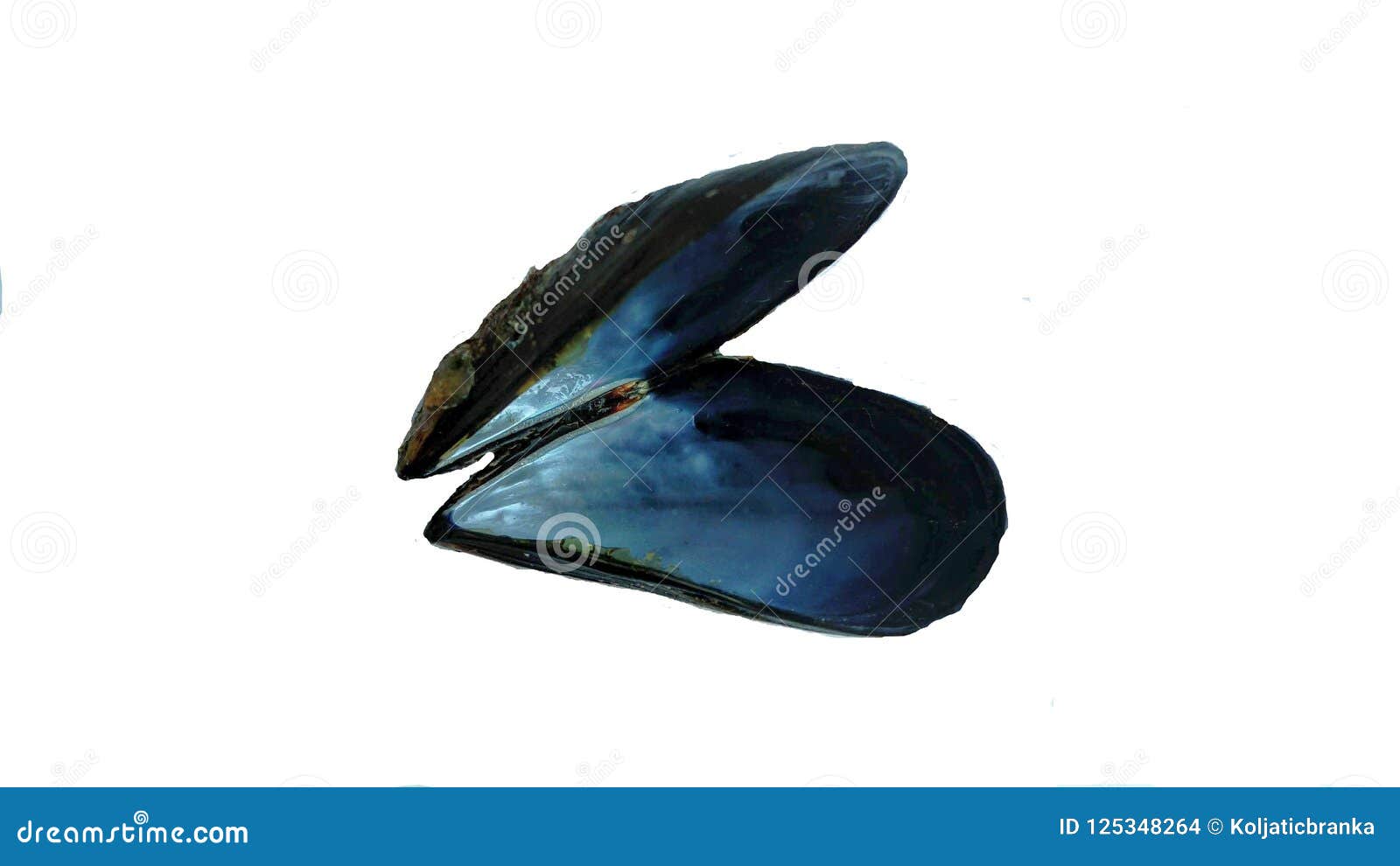 Mussel Shell on a White Background Stock Photo - Image of chocolate ...