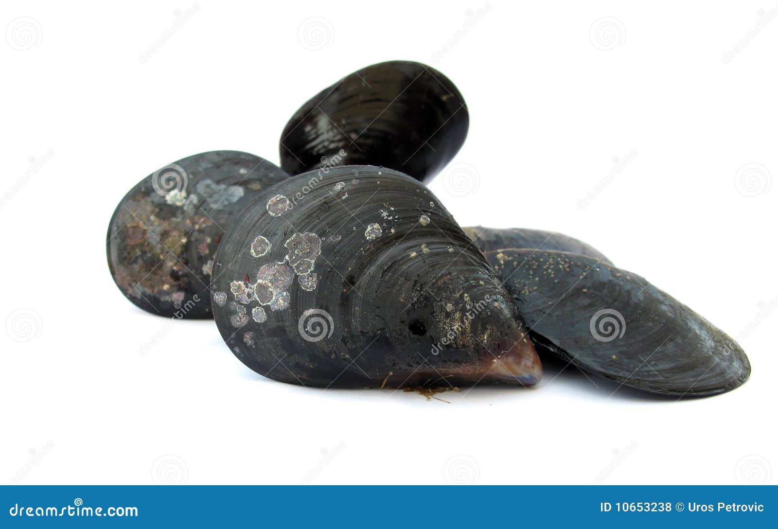 Mussel shells stock photo. Image of seafood, animals - 10653238