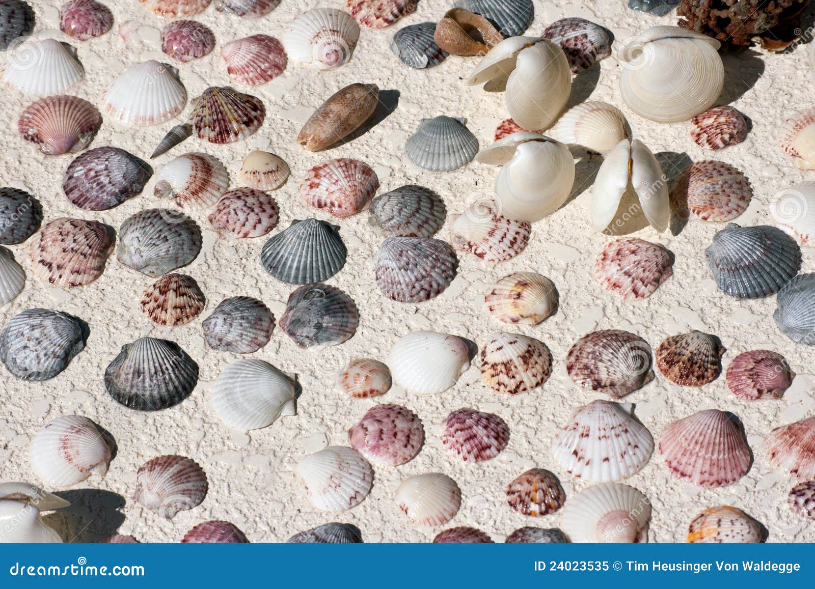 Mussel shells stock image. Image of mussels, snail, slug - 24023535