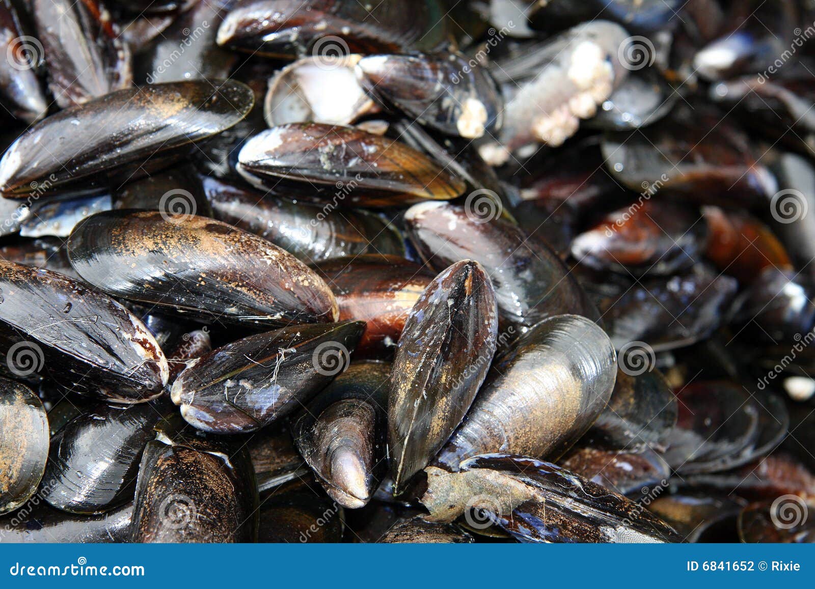 Mussel shells stock photo. Image of natural, mollusc, edible - 6841652
