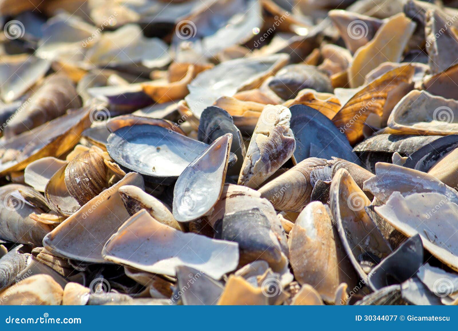 Mussel shells stock image. Image of department, classical - 30344077