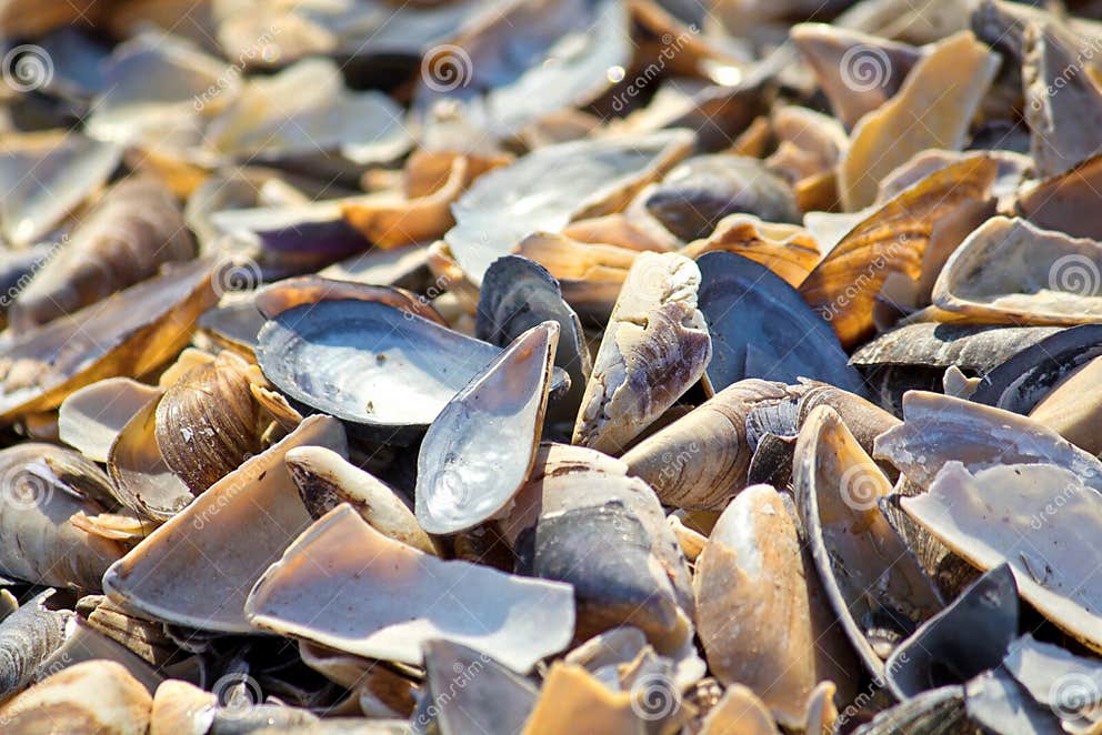 Mussel shells stock image. Image of department, classical - 30344077