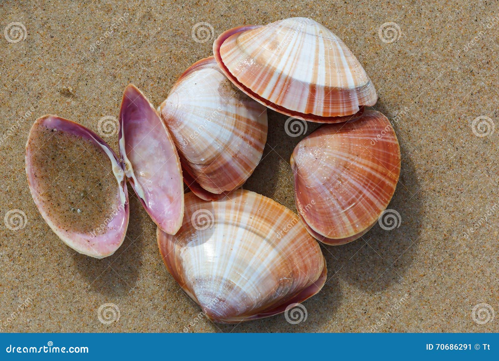 Mussel shells at the beach stock image. Image of close - 70686291